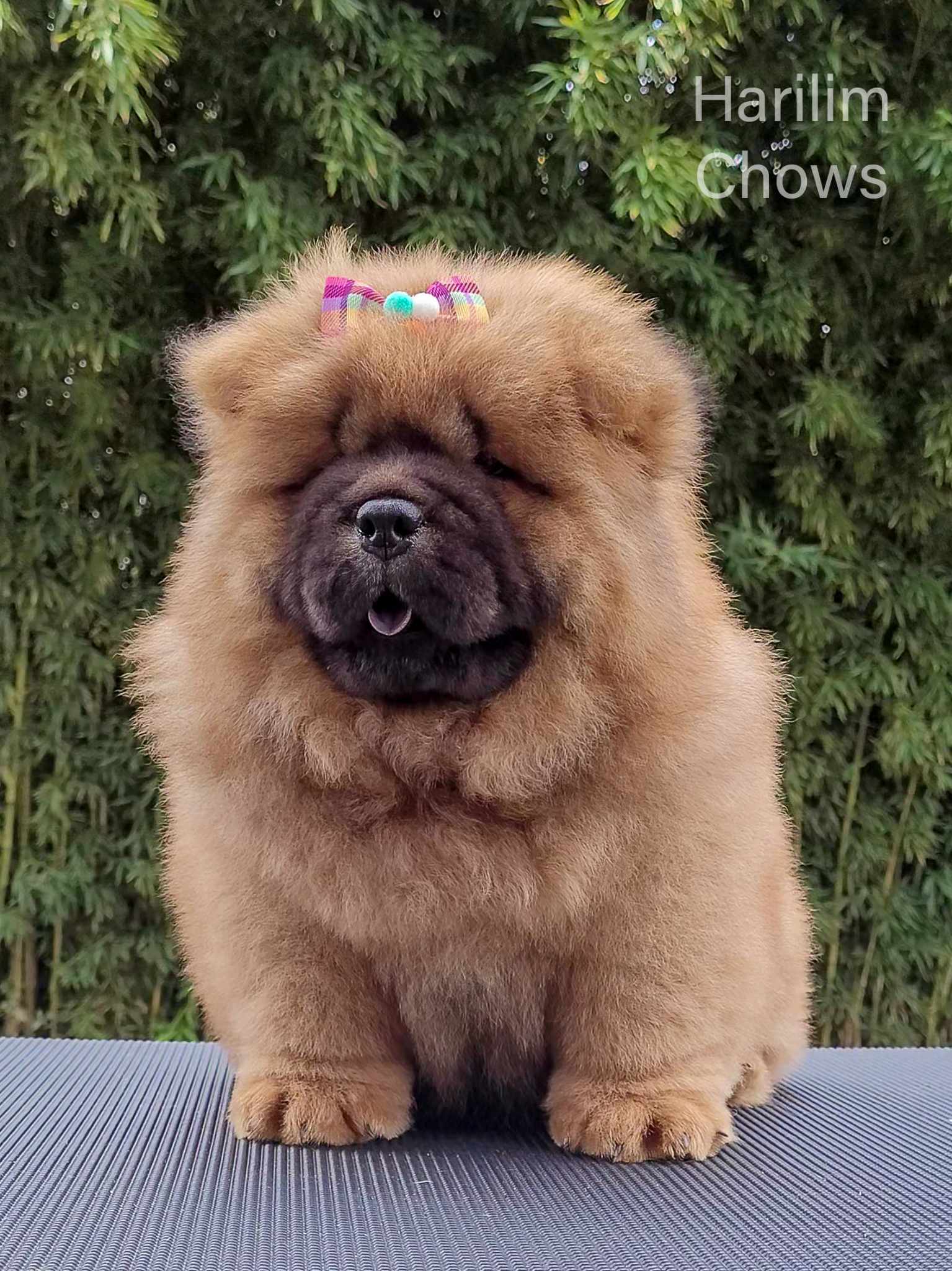 Cães Chow Chow - Canil Harilim Chows | Itapetininga